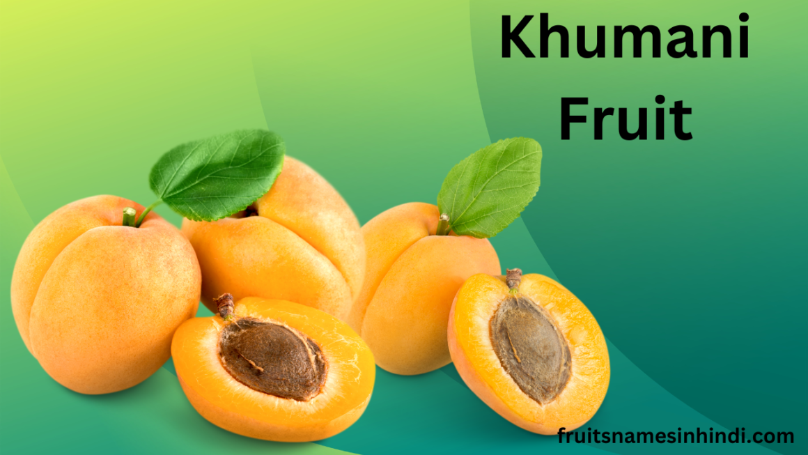 Plump Khumani Fruit in Hindi Benefits 100% Healthy